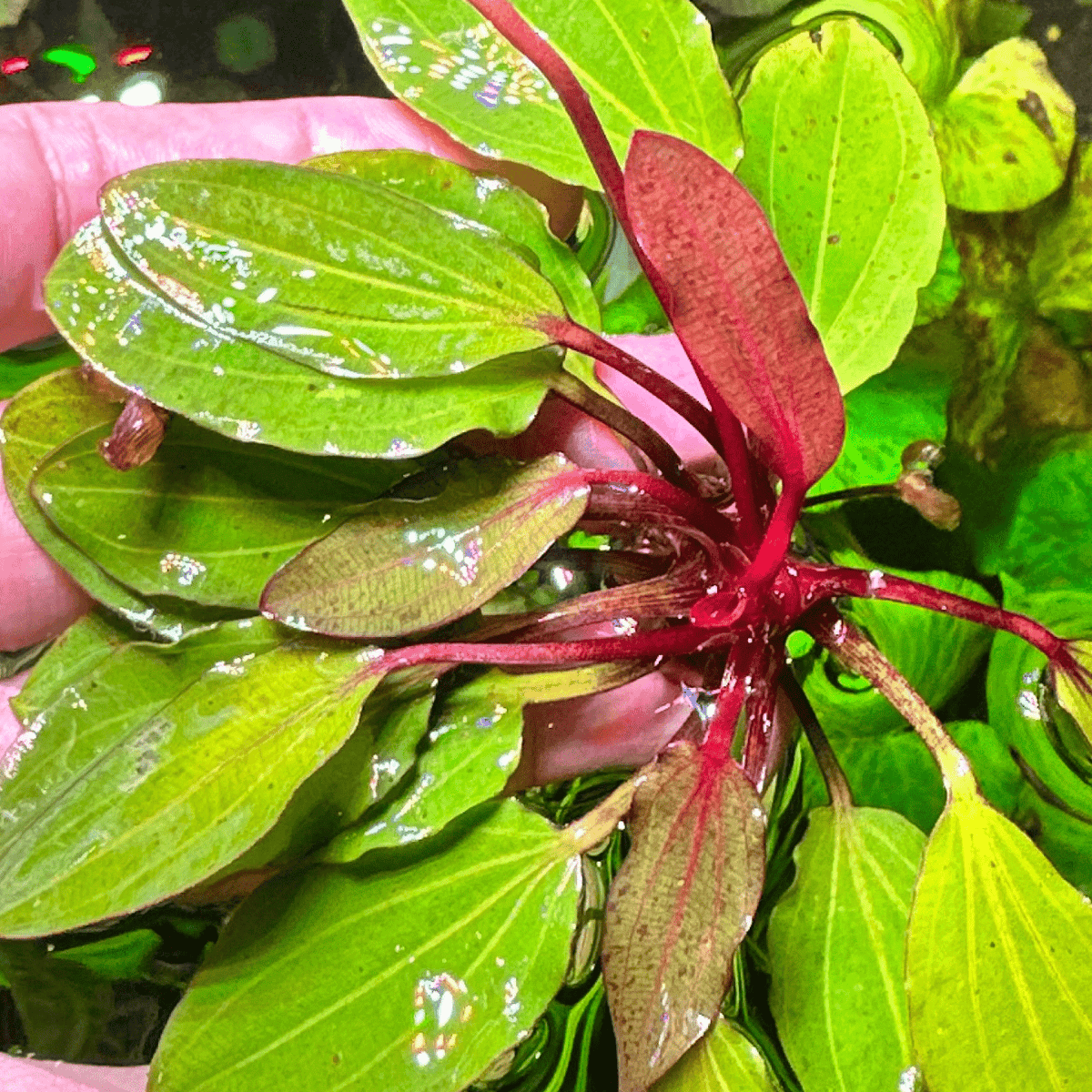 Rosette – The Aquascape Shop