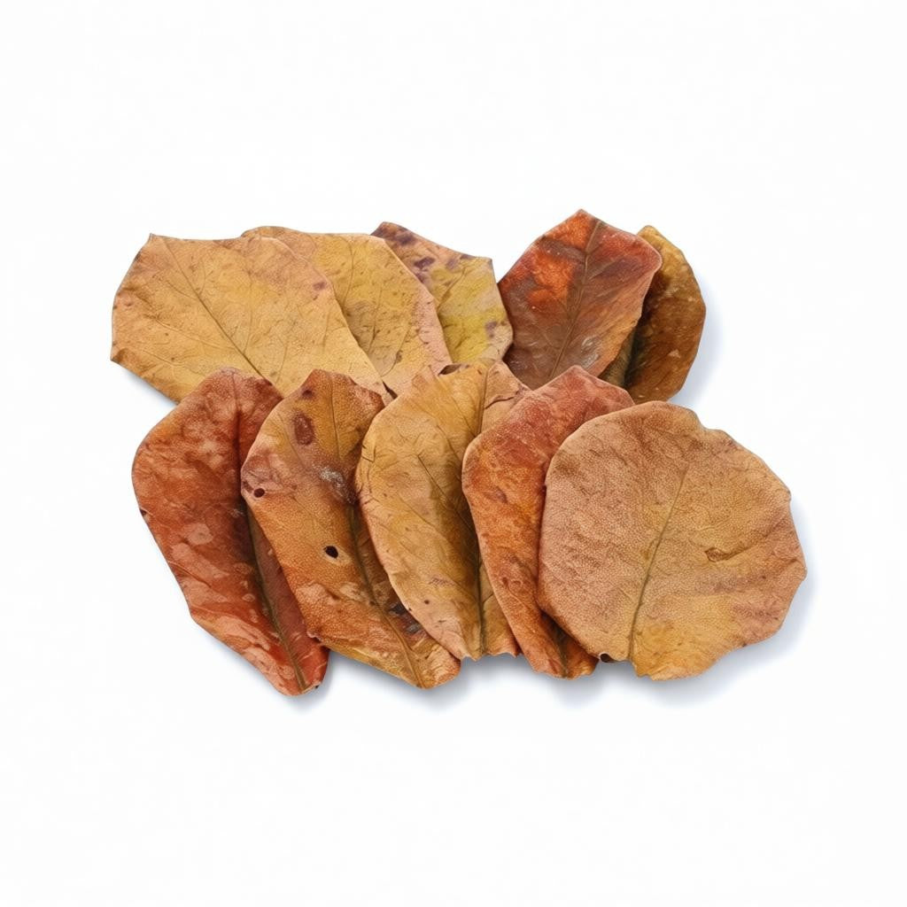Catappa Indian Almond Leaves 10 Pack | The Aquascape Shop