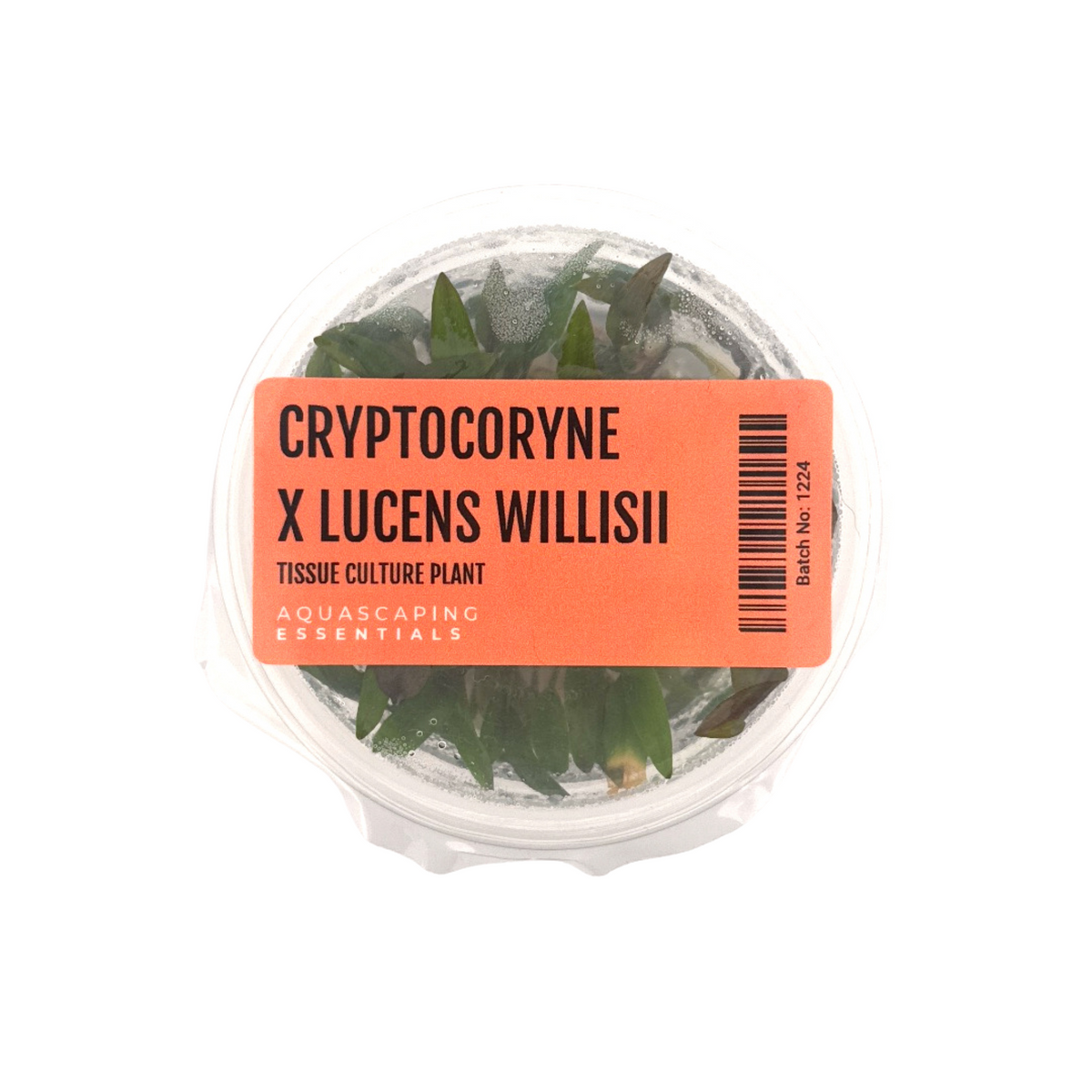 Cryptocoryne x Lucens Willisii Tissue Culture (Aquascaping Essentials ...