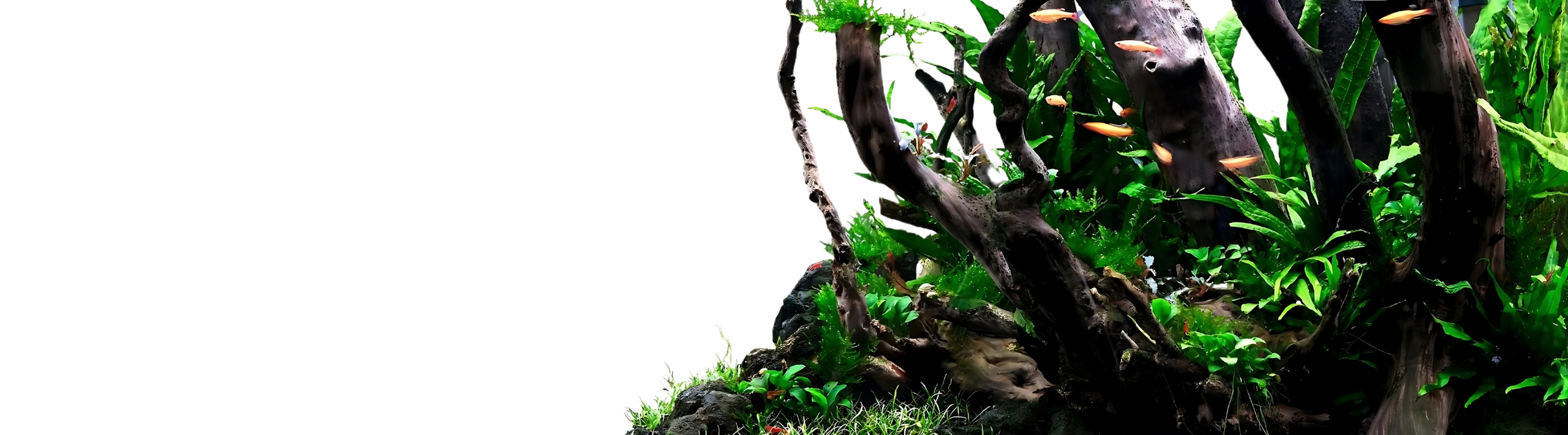 Aquarium Supplies | NZ & AU | The Aquascape Shop