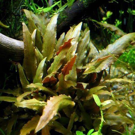 Cryptocoryne Walkeri Walkers Crypt | The Aquascape Shop