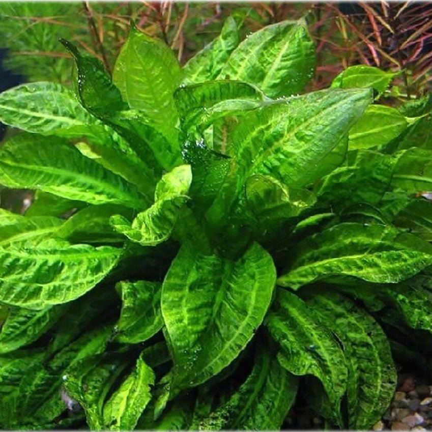 Echinodorus Parviflorus 'Dwarf Amazon Sword' | Aquatic Plant – The ...