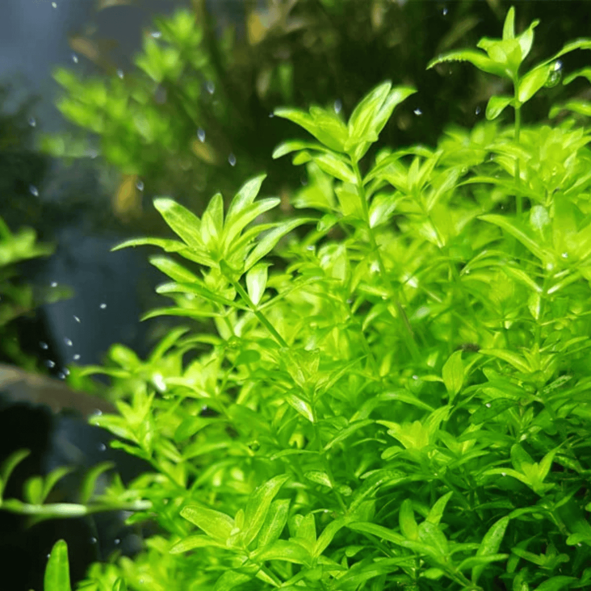 Pearl Weed – Hemianthus Micranthemoides | Foreground & Midground ...