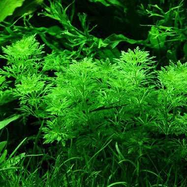 Limnophila Sessiliflora (Ambulia) – Emersed & Submerged | Aquarium ...