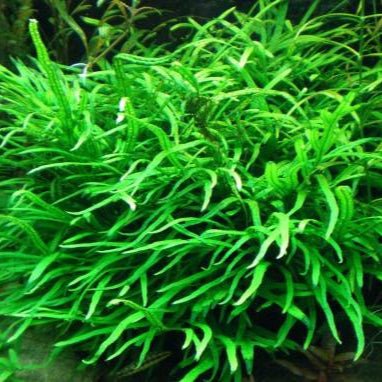 Needle Leaf Java Fern Microsorum NZ | The Aquascape Shop