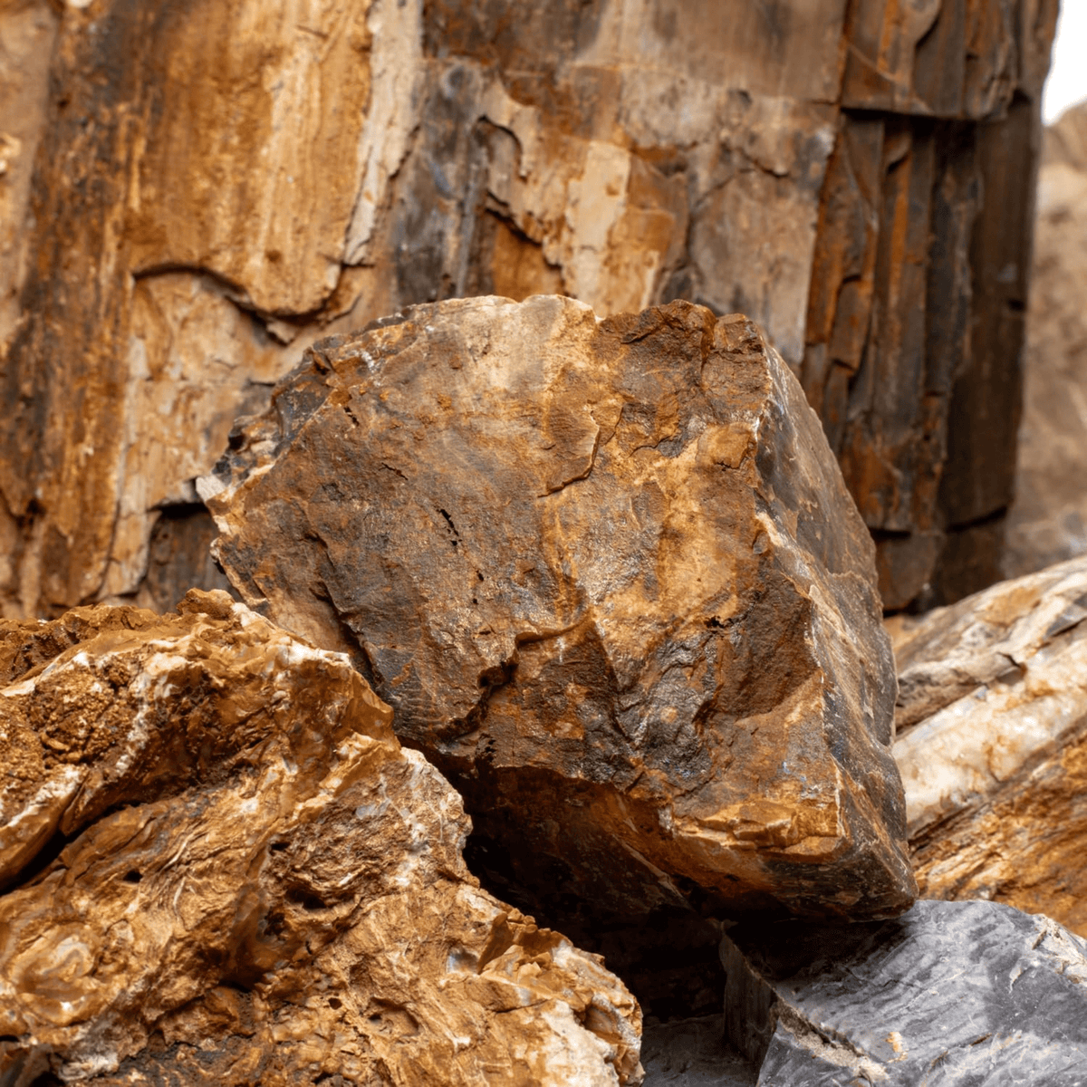Petrified Wood Aquascape Stone | The Aquascape Shop