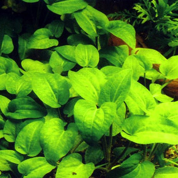 Saururus Cernuus (Mouse Ear/Lizard's Tail) | Aquatic Plant – The ...