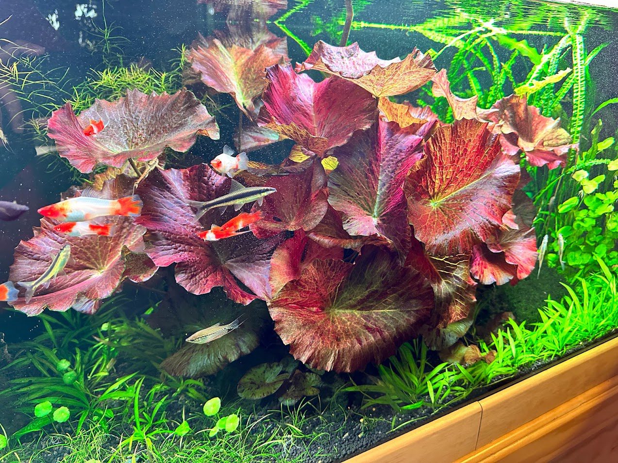 Aquascaping Services & Aquarium Maintenance | The Aquascape Shop